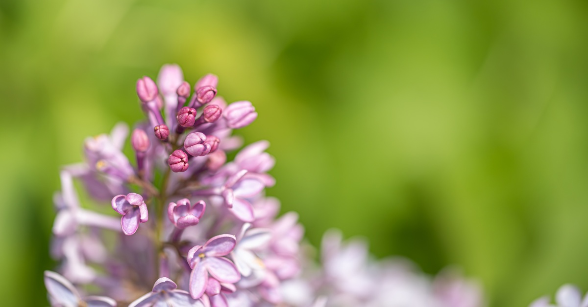 6 Beautiful Native Virginia Plant Species To Plant